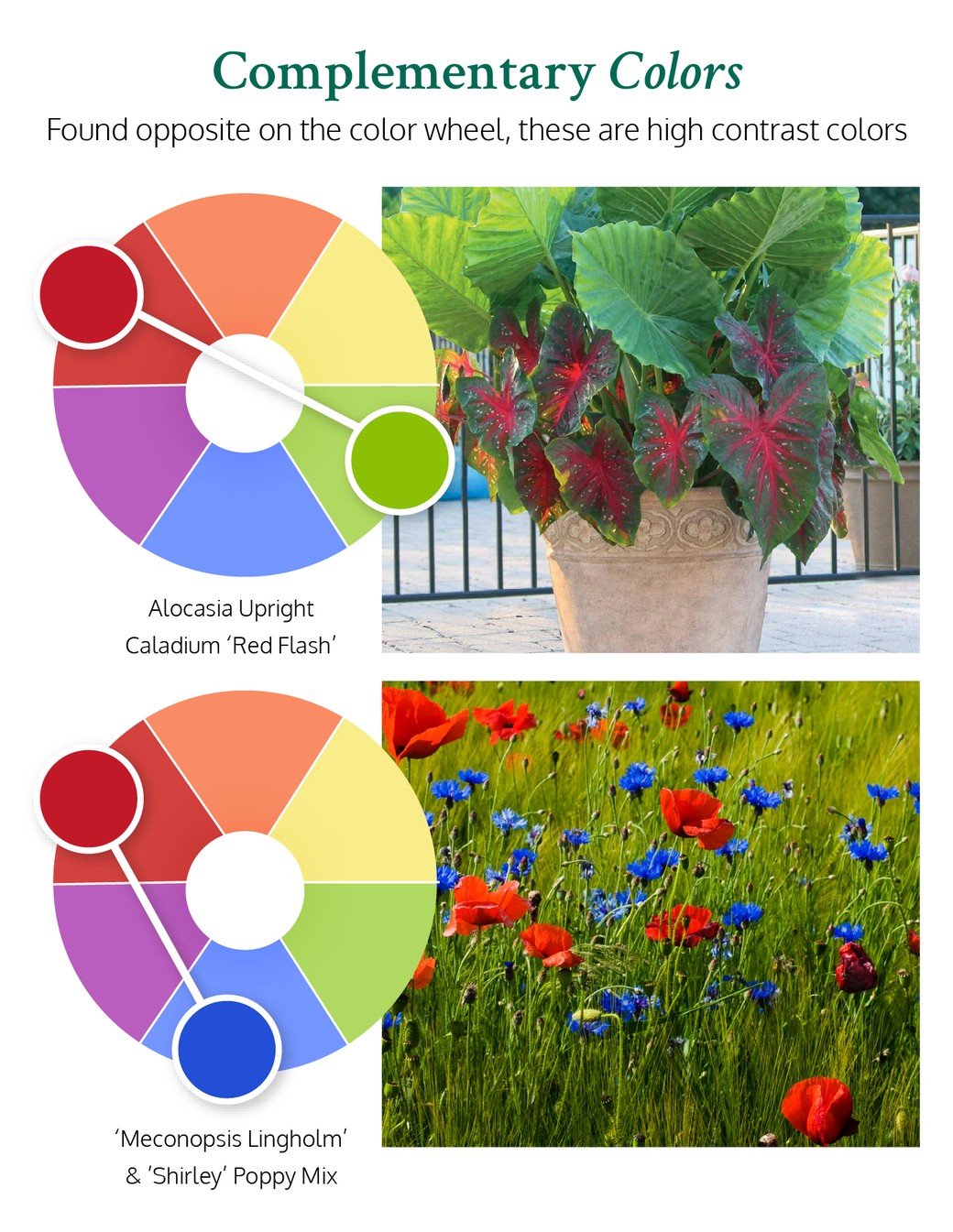 The Porch and Patio Gardening Guide | Chinburg Properties
